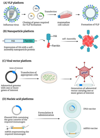 Viruses | Free Full-Text | Progress towards the Development of a Universal Influenza Vaccine