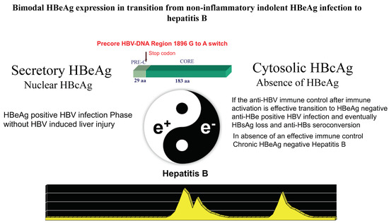 HBeAg-Negative/Anti-HBe-Positive Chronic Hepatitis B: A 40-Year-Old History