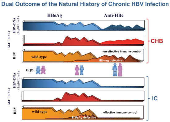 HBeAg-Negative/Anti-HBe-Positive Chronic Hepatitis B: A 40-Year-Old History