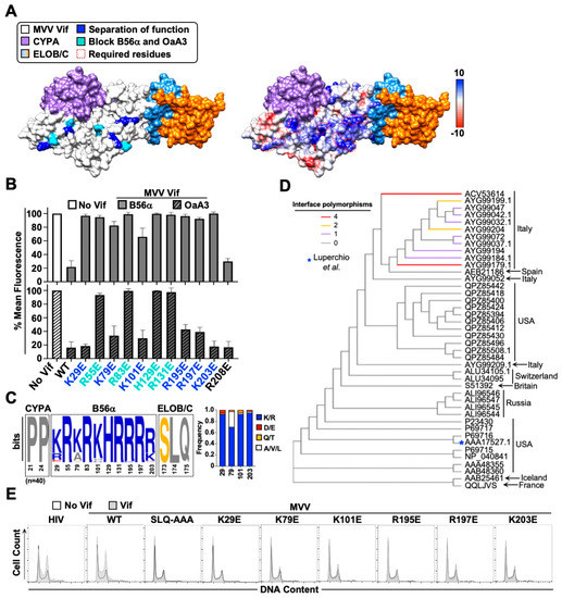 Evolutionary Conservation of PP2A Antagonism and G2/M Cell Cycle Arrest in Maedi-Visna Virus Vif
