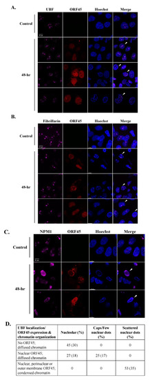 Viruses | Free Full-Text | Lytic Reactivation of the Kaposi’s Sarcoma-Associated Herpesvirus ...
