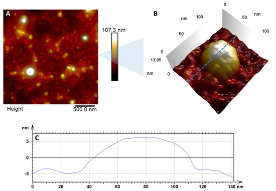 Zika Virus (ZIKV): A New Perspective on the Nanomechanical and ...