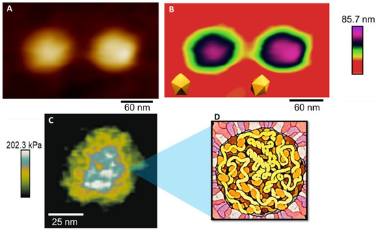 Zika Virus (ZIKV): A New Perspective on the Nanomechanical and ...