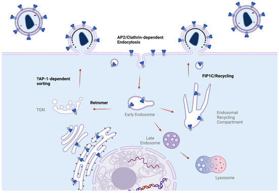 Viral and Host Factors Regulating HIV-1 Envelope Protein Trafficking ...