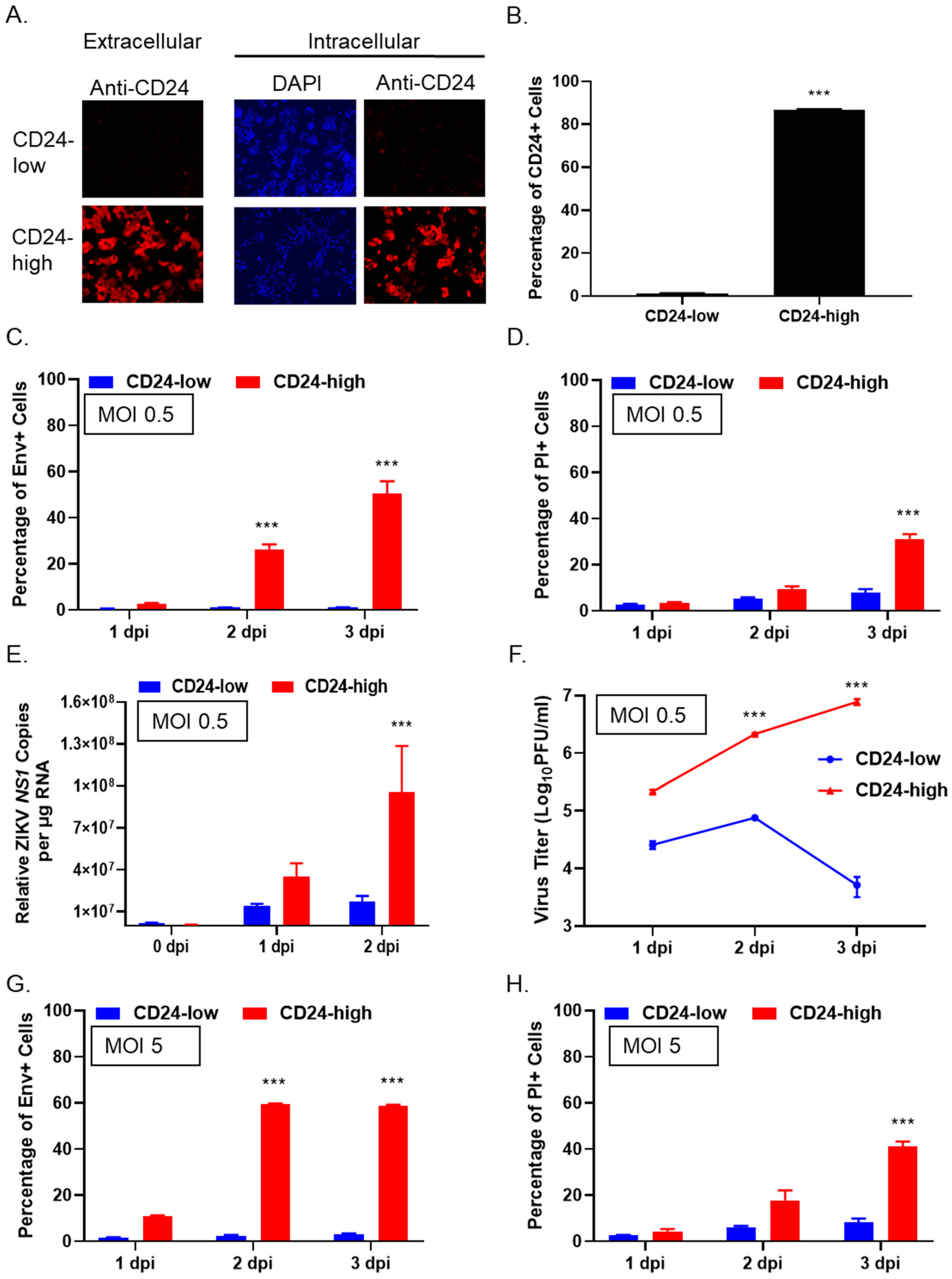 Viruses | Free Full-Text | CD24 Expression Dampens the Basal Antiviral ...