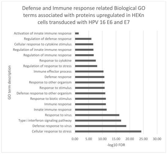 Viruses Free Full Text Human Papillomavirus 16 E6 And E7