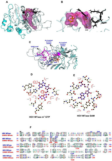 Viruses | An Open Access Journal from MDPI