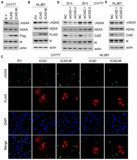 Porcine Enteric Coronavirus PEDV Induces the ROS-ATM and Caspase7-CAD ...