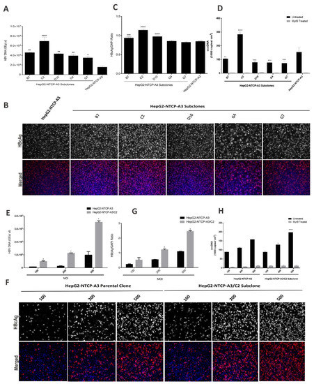 HepG2-NTCP Subclones Exhibiting High Susceptibility to Hepatitis B ...
