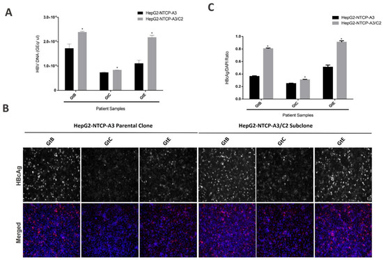 HepG2-NTCP Subclones Exhibiting High Susceptibility to Hepatitis B ...