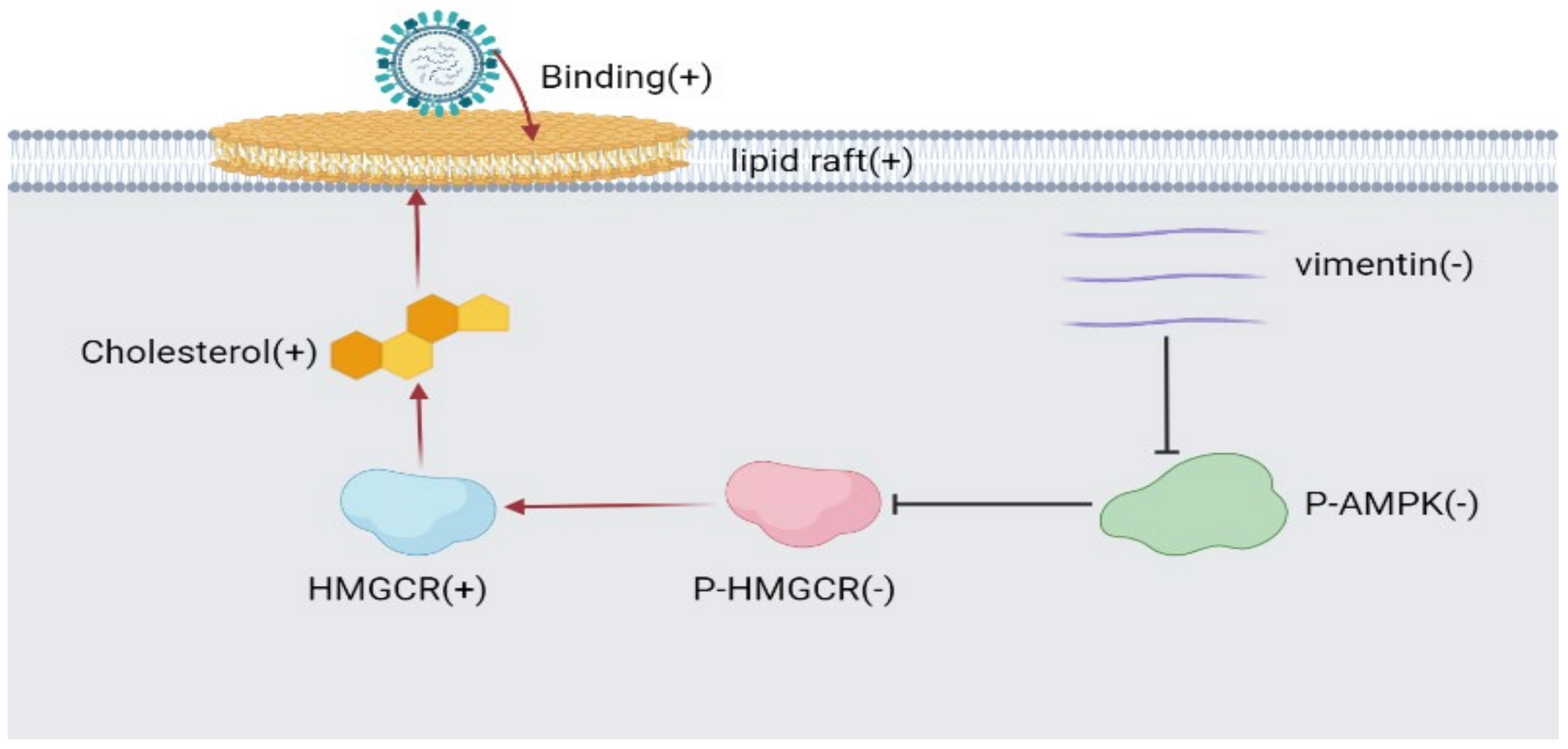 The Function behind the Relation between Lipid Metabolism and Vimentin ...