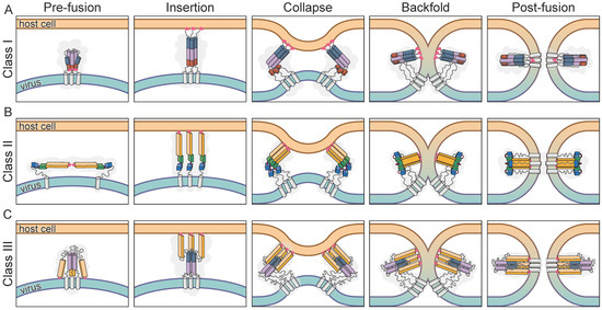 Stabilisation of Viral Membrane Fusion Proteins in Prefusion ...