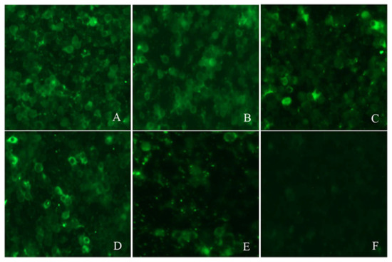 Self-Assembly of Porcine Parvovirus Virus-like Particles and Their ...