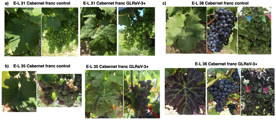 Transcriptomic Analyses of Grapevine Leafroll-Associated Virus 3 ...