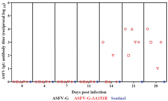 ASFV Gene A151R Is Involved in the Process of Virulence in Domestic Swine