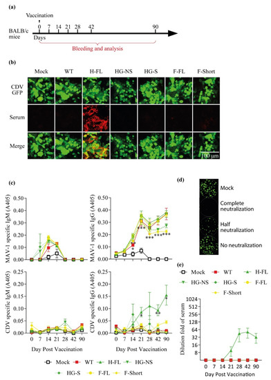 A Single Oral Immunization with Replication-Competent Adenovirus ...