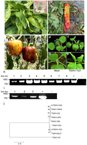 Seed Transmission of Tomato Spotted Wilt Orthotospovirus in Peppers