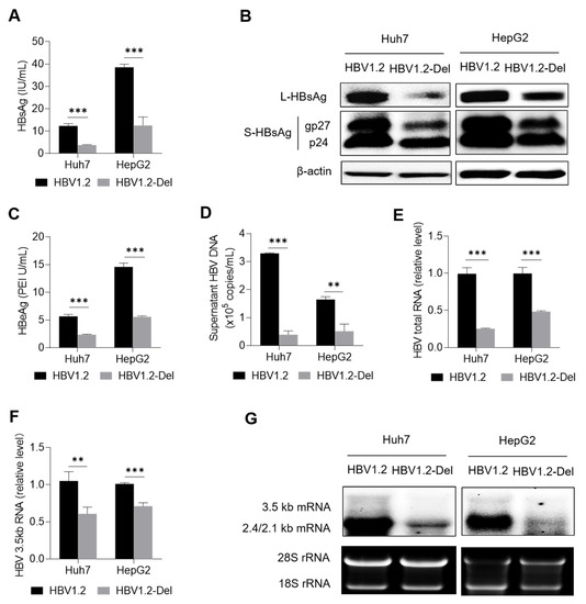 Viruses | Free Full-Text | HBx 128–133 Deletion Affecting HBV Mother-to-Child Transmission ...