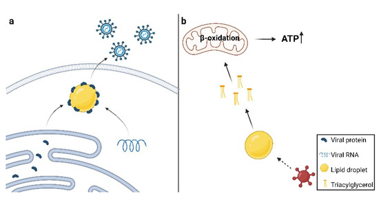 Cellular Lipids—Hijacked Victims of Viruses