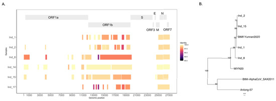 Myotis fimbriatus Virome, a Window to Virus Diversity and Evolution in ...