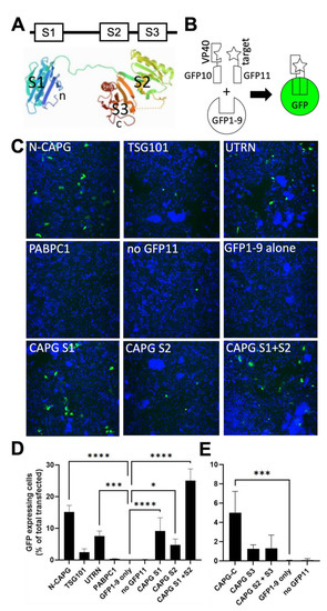 Viruses | Free Full-Text | CAPG Is Required for Ebola Virus Infection ...