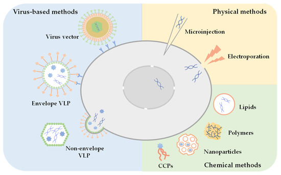 Virus-like Particles as Nanocarriers for Intracellular Delivery of ...