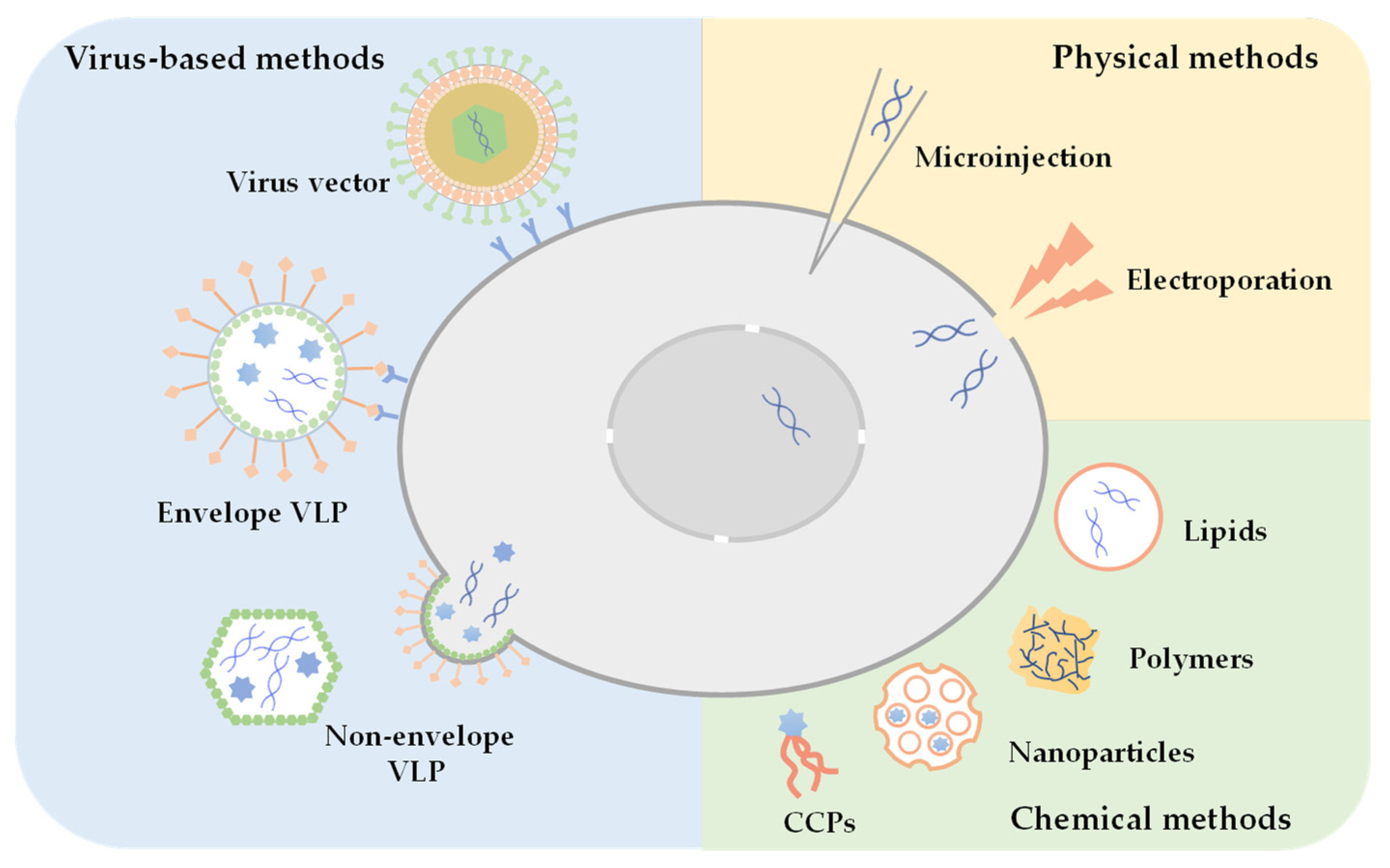 Viruses Free Full Text Virus Like Particles As Nanocarriers For