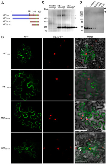 The N-Terminal α-Helix of Potato Virus X-Encoded RNA-Dependent RNA ...
