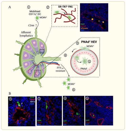 Recent Advancements in Understanding Primary Cytomegalovirus Infection ...
