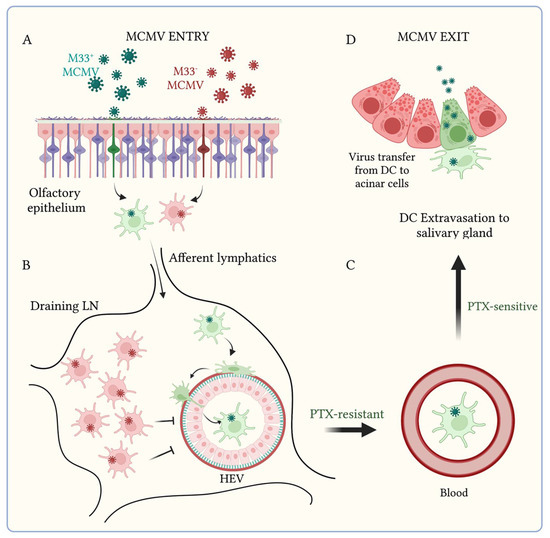Recent Advancements in Understanding Primary Cytomegalovirus Infection ...