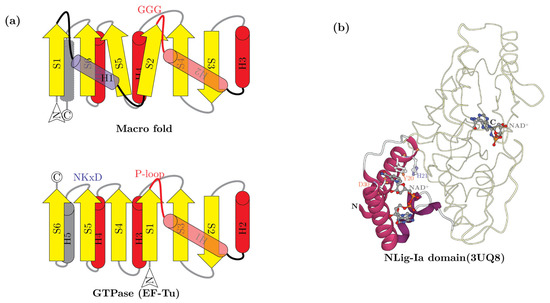 Viruses | Free Full-Text | Apprehending the NAD+–ADPr-Dependent Systems ...