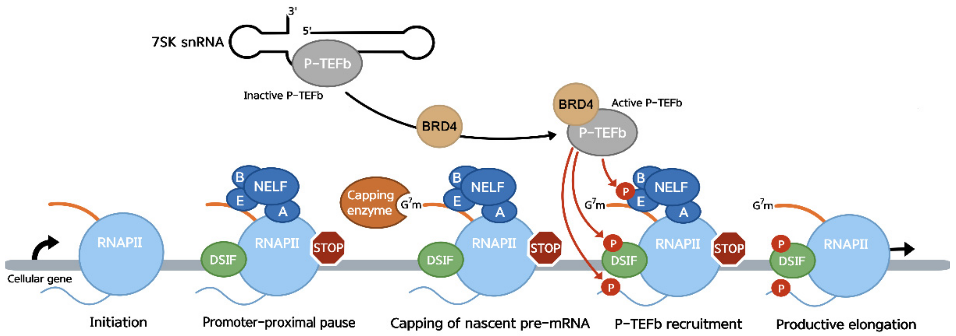 Viruses | Free Full-Text | Role of RNA Polymerase II Promoter-Proximal Pausing in Viral ...