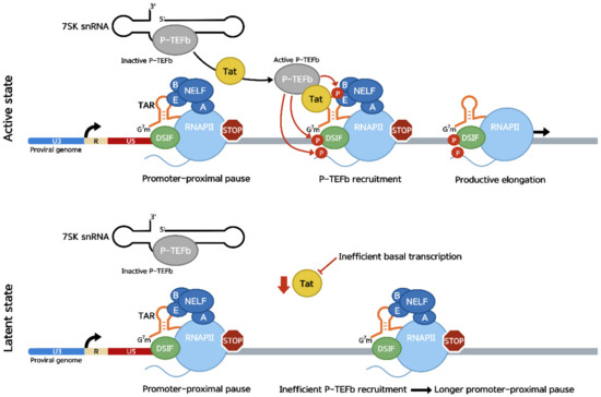Viruses | Free Full-Text | Role of RNA Polymerase II Promoter-Proximal Pausing in Viral ...
