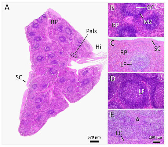 Clinical Follow-Up and Postmortem Findings in a Cat That Was Cured of ...