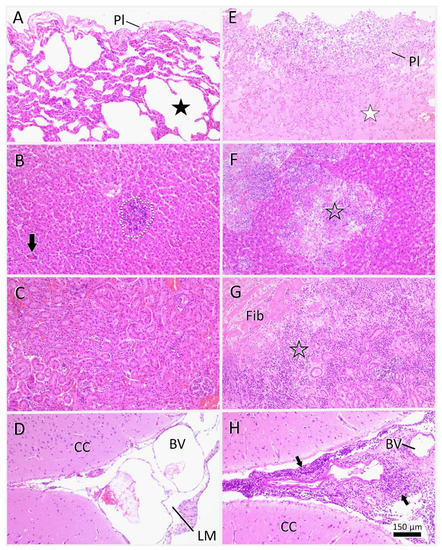 Clinical Follow-Up and Postmortem Findings in a Cat That Was Cured of ...