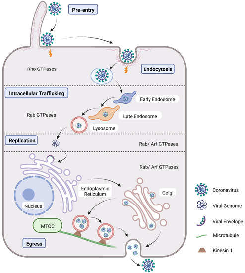 Small GTPase—A Key Role in Host Cell for Coronavirus Infection and a ...