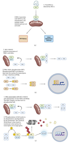 RIOK3 and Its Alternatively Spliced Isoform Have Disparate Roles in the ...