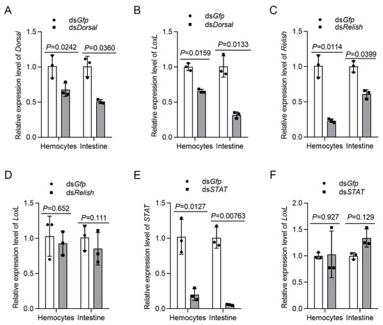 Lysyl Oxidase-like Protein Recognizes Viral Envelope Proteins and ...