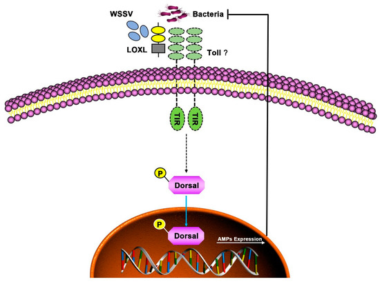 Lysyl Oxidase-like Protein Recognizes Viral Envelope Proteins and ...