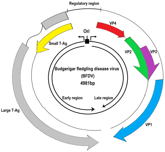 Pathogenicity of Avian Polyomaviruses and Prospect of Vaccine Development