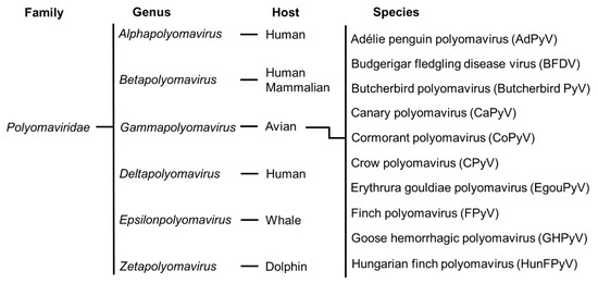 Pathogenicity of Avian Polyomaviruses and Prospect of Vaccine Development