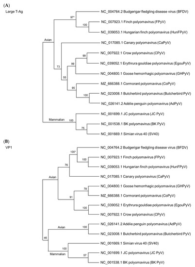 Pathogenicity of Avian Polyomaviruses and Prospect of Vaccine Development