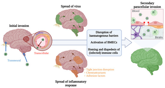 A Journey to the Central Nervous System: Routes of Flaviviral ...