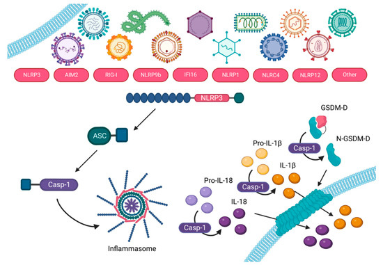 Viruses | Free Full-Text | Promiscuous Inflammasomes: The False ...