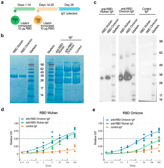 Antiviral Immunoglobulins of Chicken Egg Yolk for Potential Prevention of SARS-CoV-2 Infection