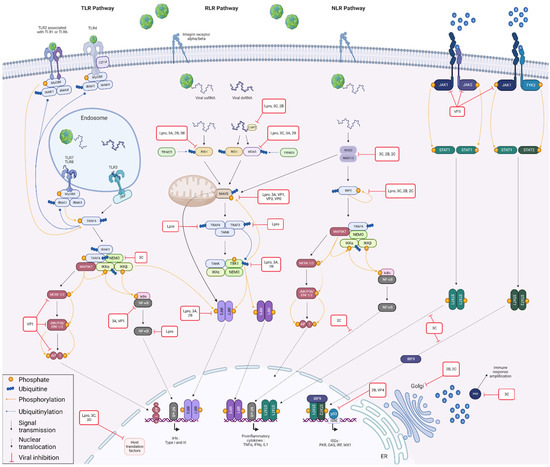 Viruses | Free Full-Text | Foot-and-Mouth Disease Virus: Molecular ...
