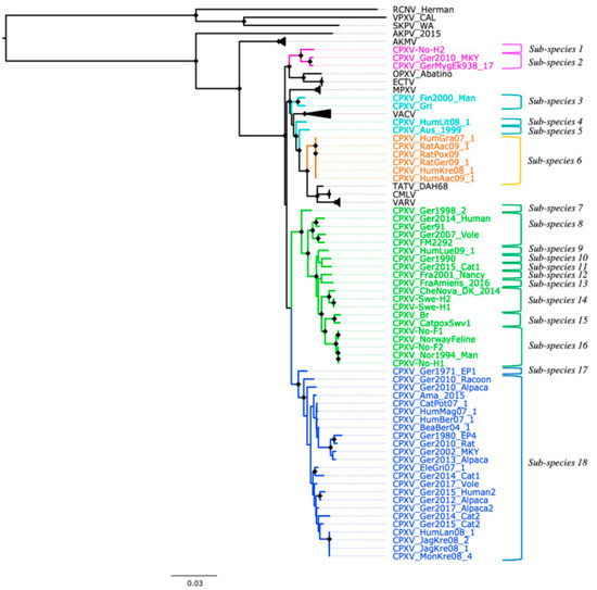 Genomic Sequencing and Phylogenomics of Cowpox Virus