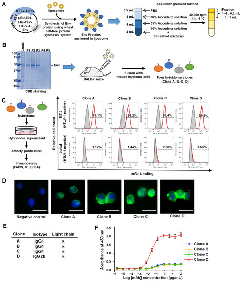 Viruses | Free Full-Text | Development of a Monoclonal Antibody ...