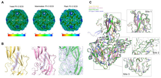 Production and Characterisation of Stabilised PV-3 Virus-like Particles ...