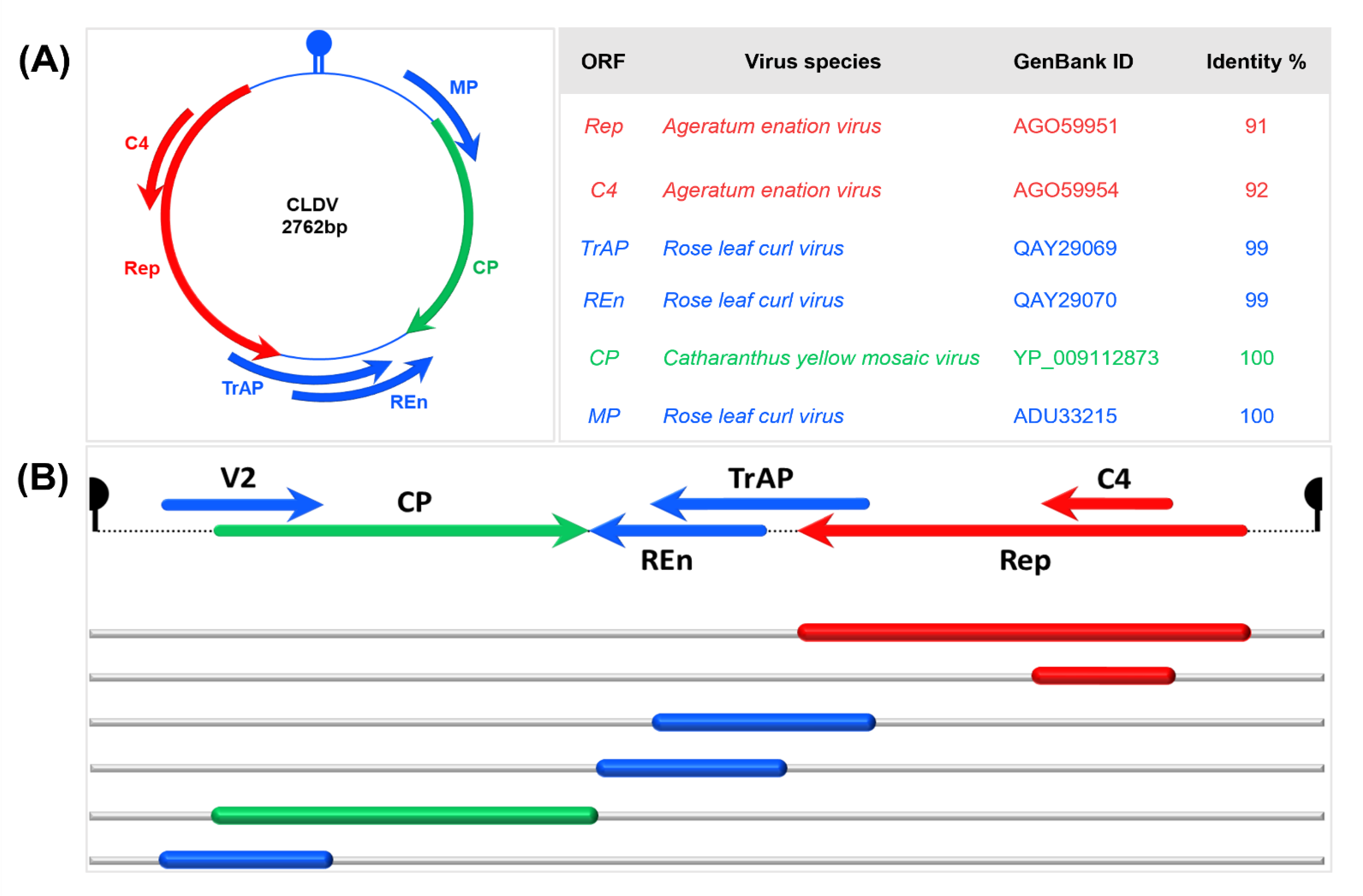Interspecies Recombination-Led Speciation of a Novel Geminivirus in ...